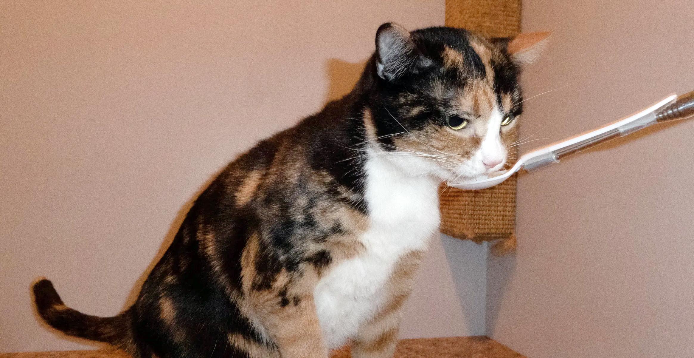 Training Calls – Allison Helps Cats: Certified Cat Behavior Consultant ...