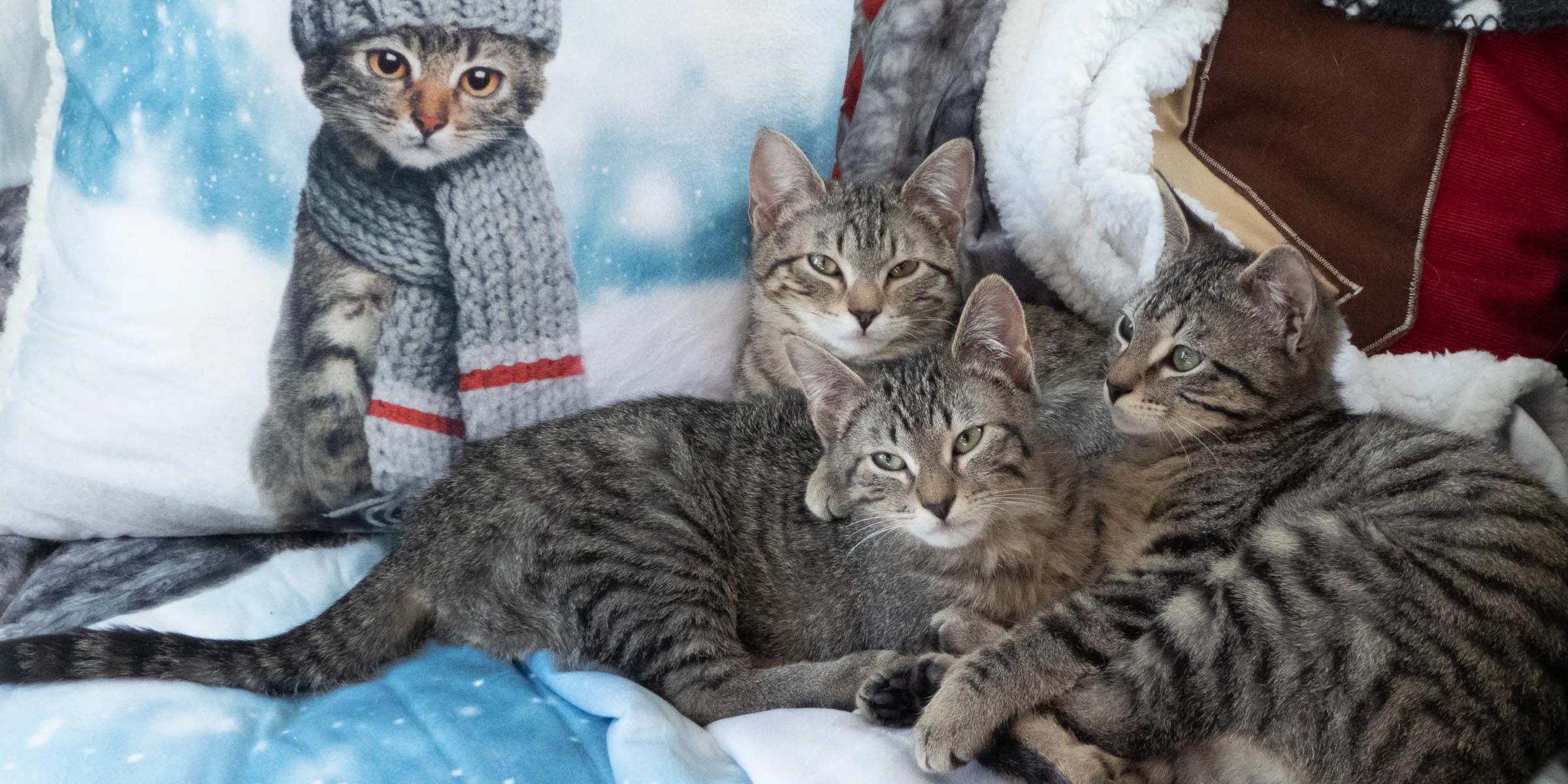 Current Classes – Allison Helps Cats: Certified Cat Behavior Consultant ...