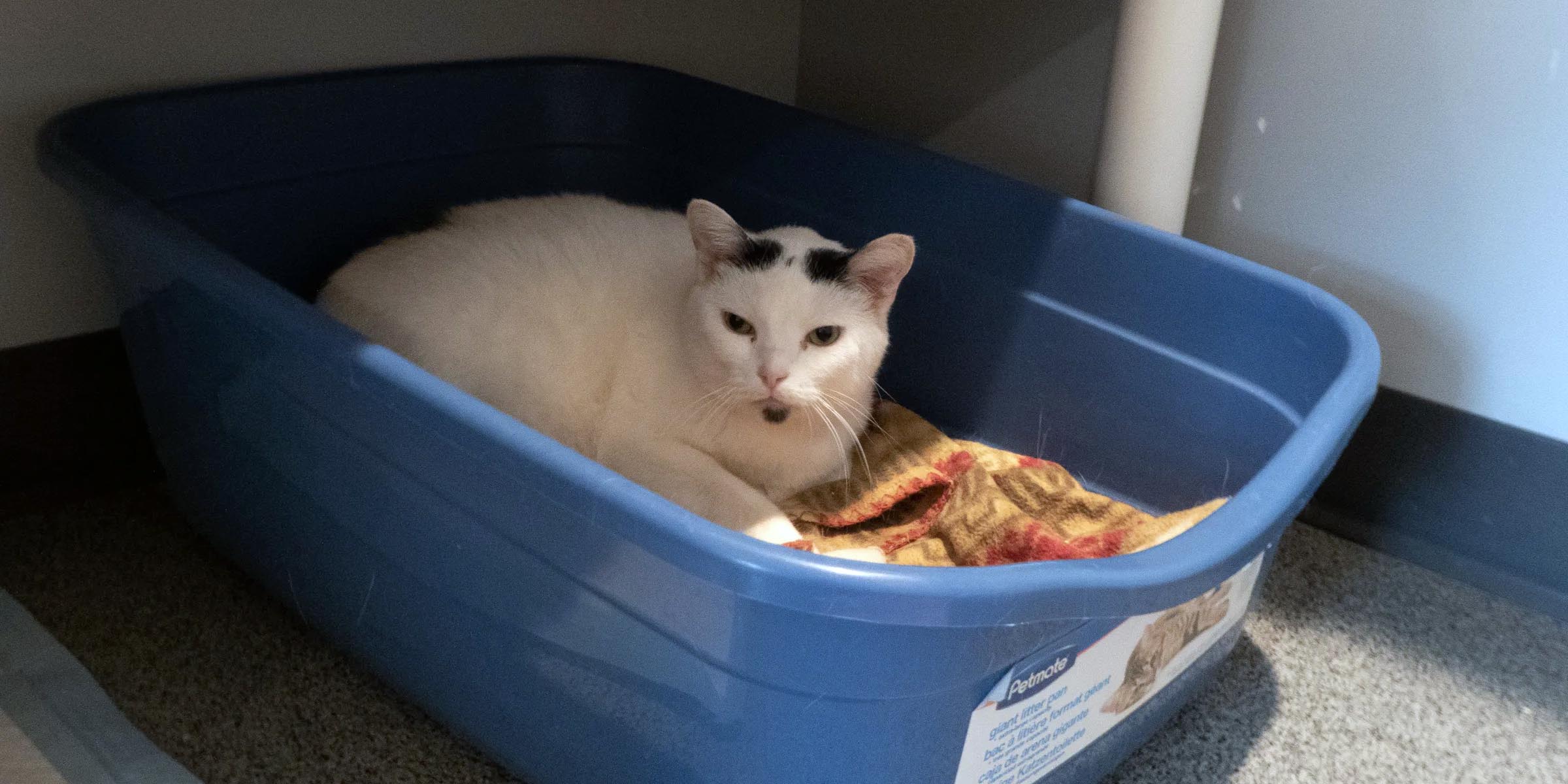 Bigger Issues – Allison Helps Cats: Certified Cat Behavior Consultant ...